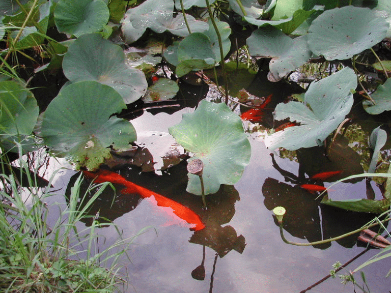 Parcs et jardins à Rome : Coins "Nature", plages et jardin botanique